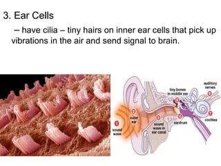 specialized_cells.pptx