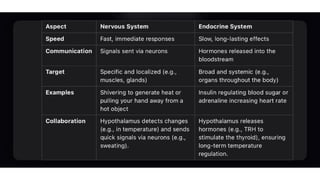 Grade 10 - Biology - Homeostasis Presentation | PPTX