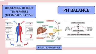 Grade 10 - Biology - Homeostasis Presentation | PPTX