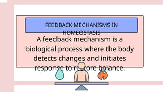 Grade 10 - Biology - Homeostasis Presentation | PPTX