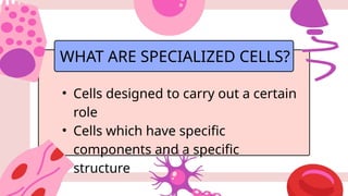 Specialized Cells Biology Presentation in a Blue and Pink Style.pptx
