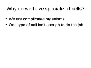 Specialized cells presentation | PPT