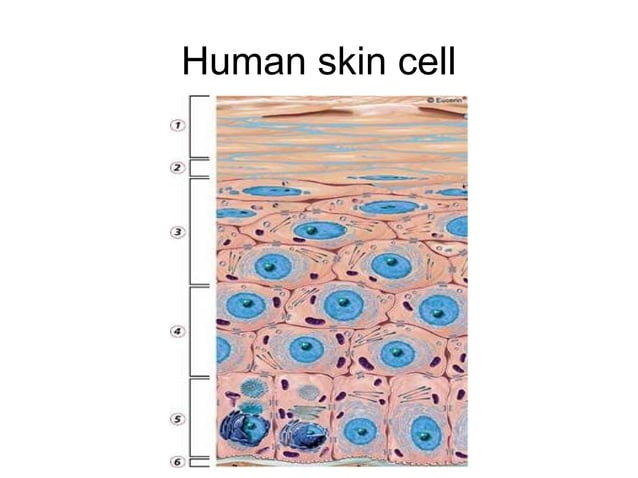 Specialized cells presentation | PPT