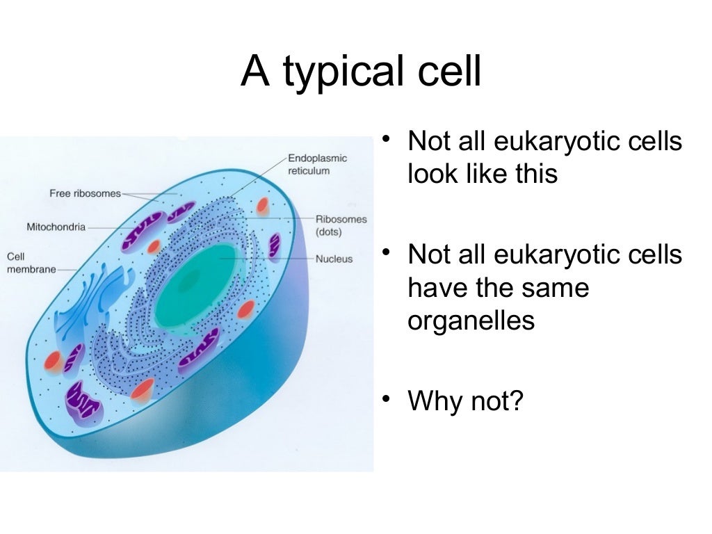 Specialized cells presentation