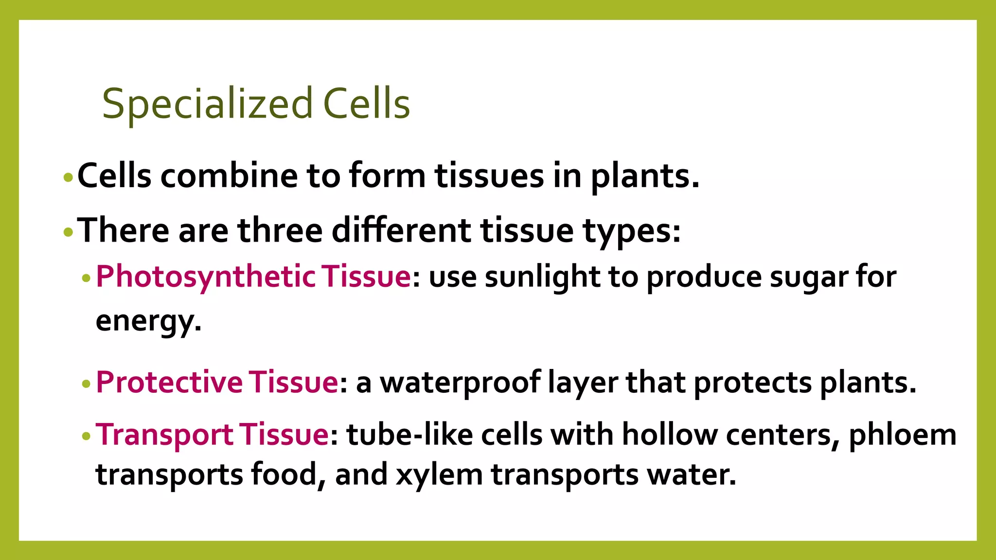 Specialized cells & tissues | PPT