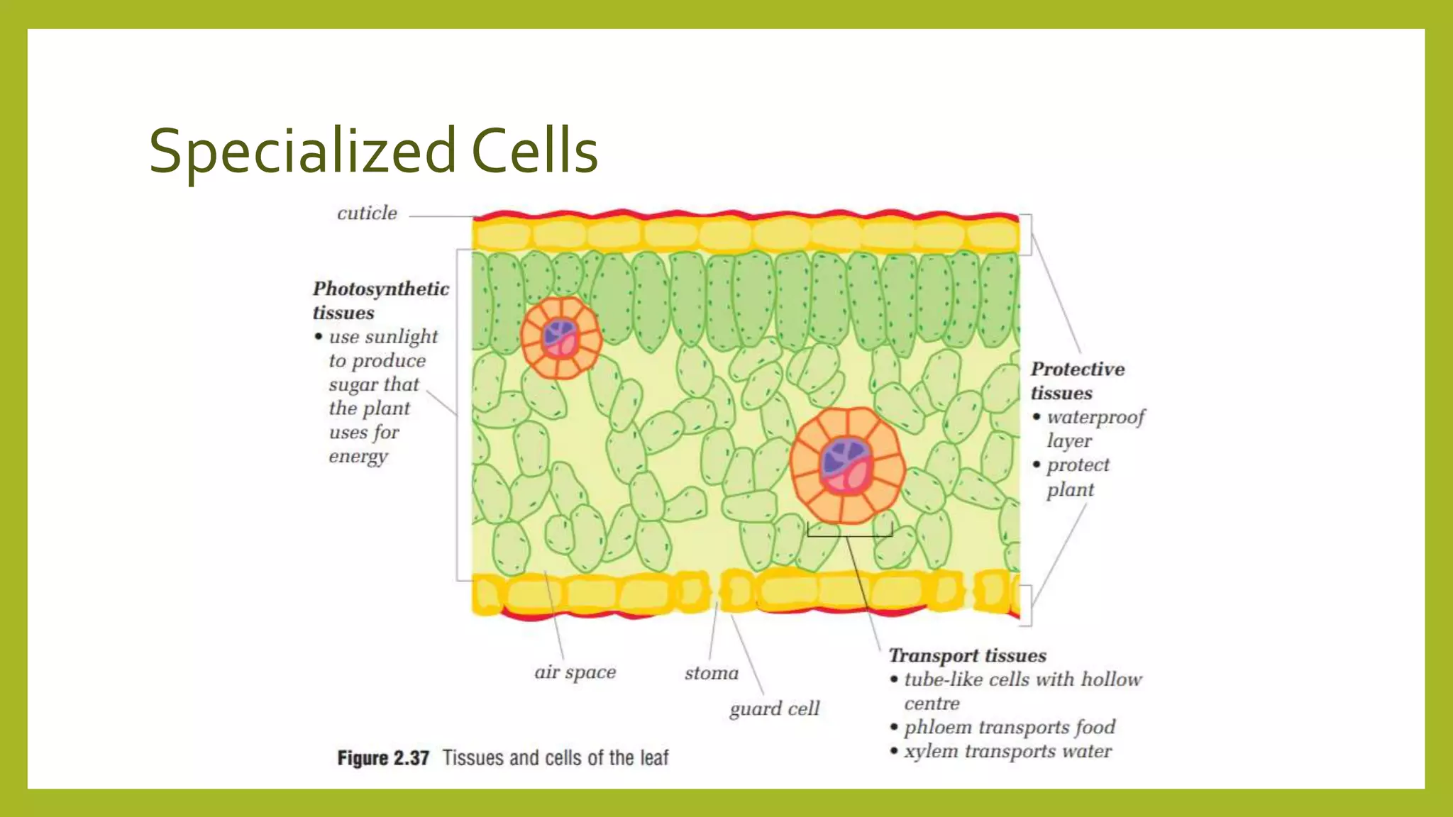 Specialized cells & tissues | PPT