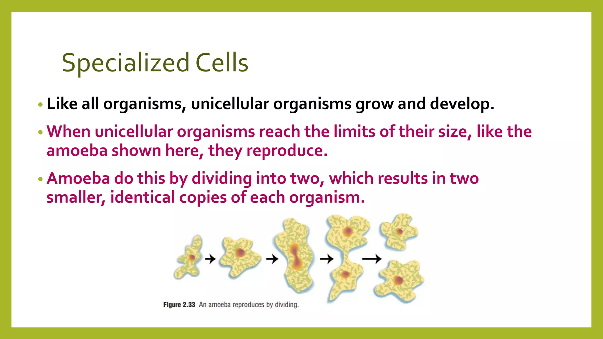 Specialized cells & tissues | PPT