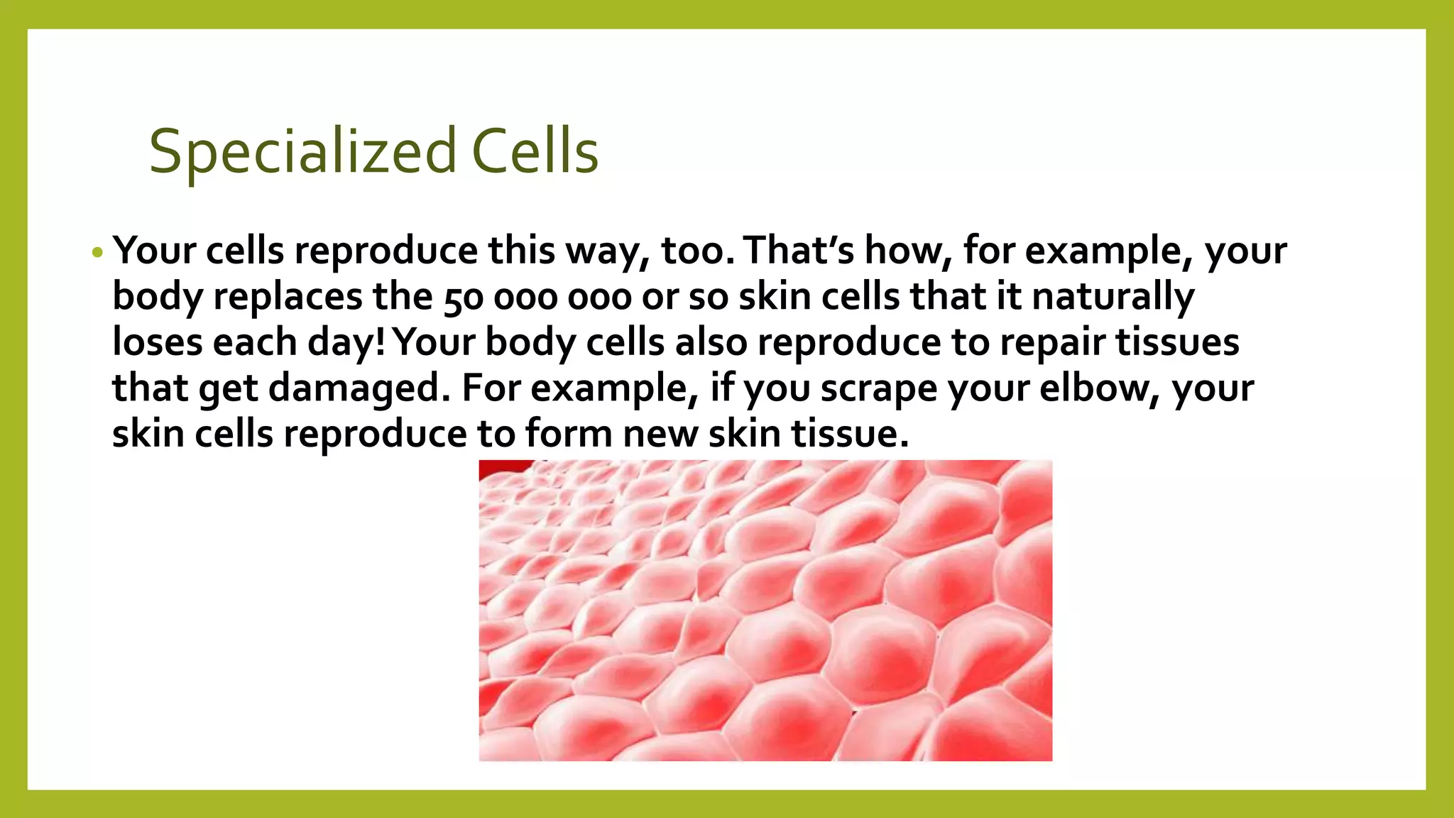 Specialized cells & tissues | PPT