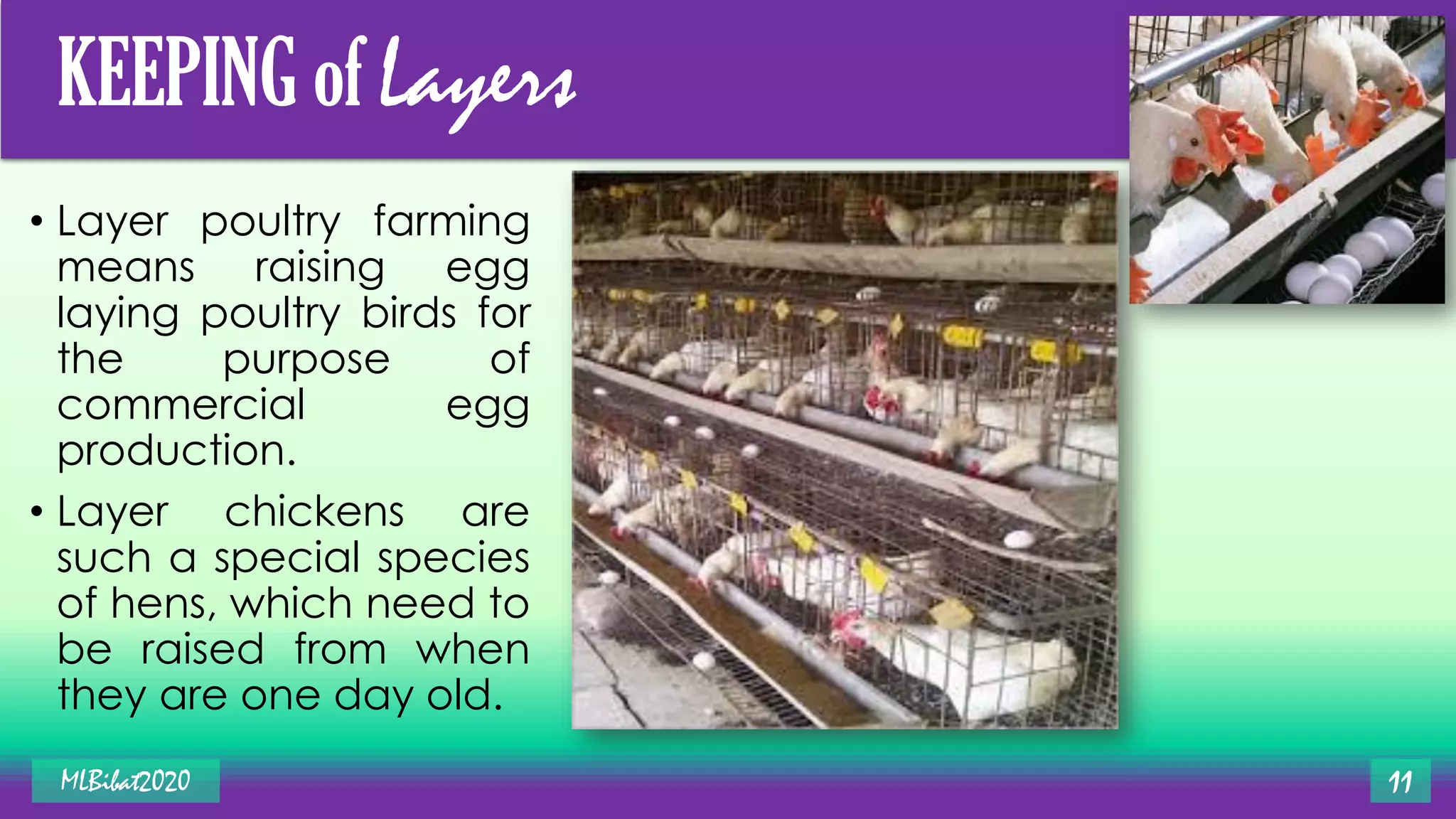 Specialized fields in POULTRY | PDF