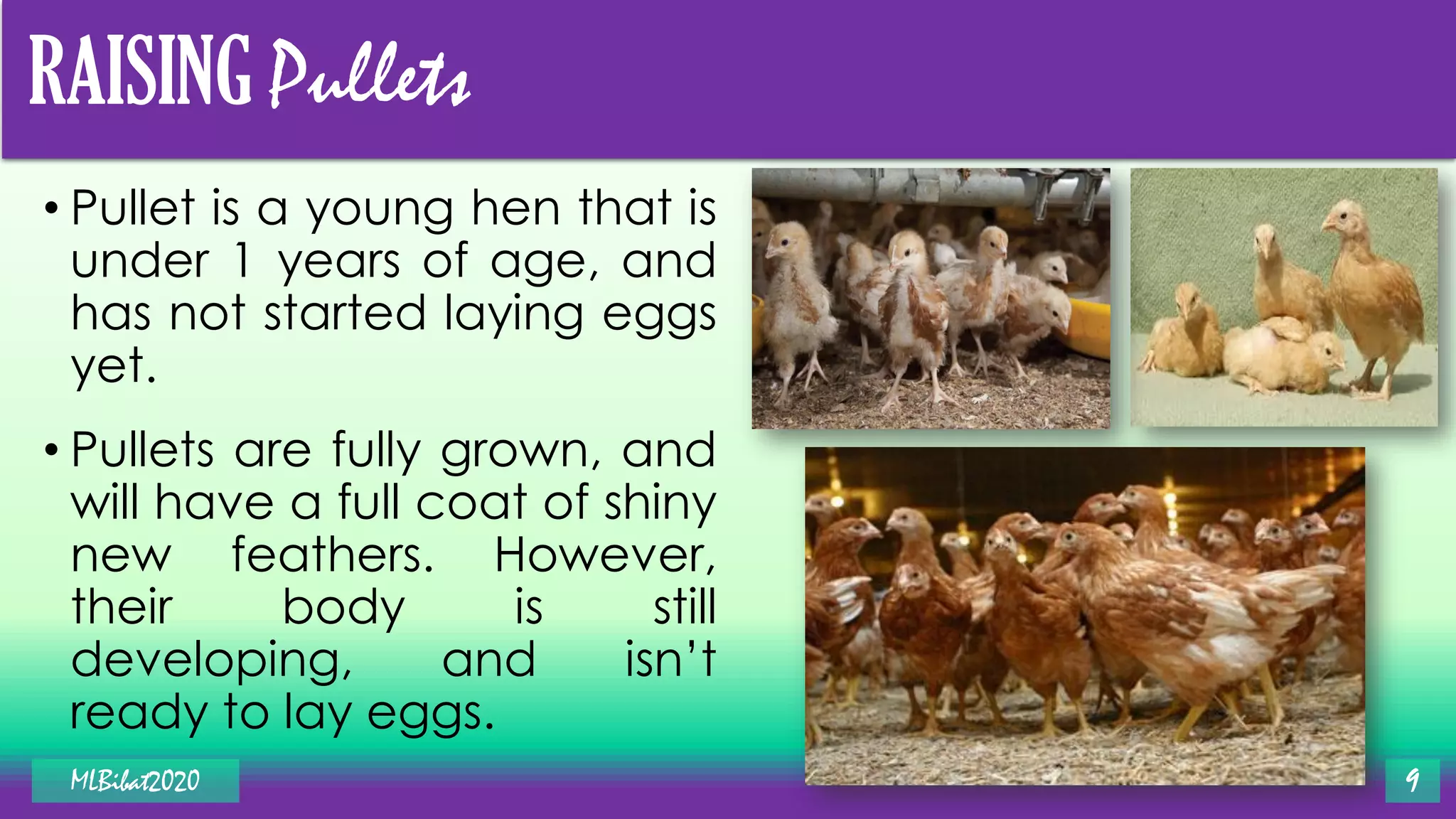 Specialized fields in POULTRY | PDF