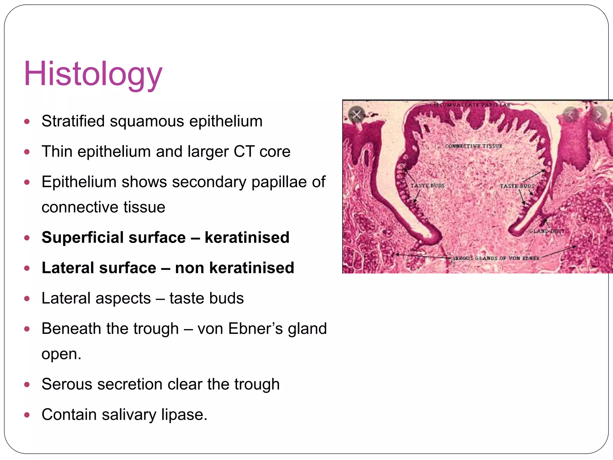 Specialized Mucosa.pptx
