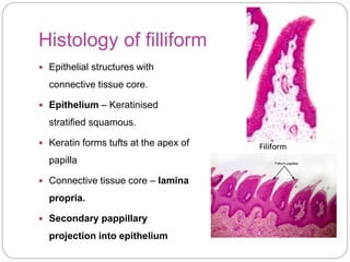 Specialized Mucosa.pptx