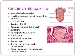 Specialized Mucosa.pptx