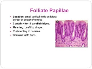 Specialized Mucosa.pptx