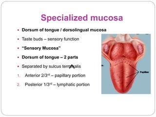 Specialized Mucosa.pptx