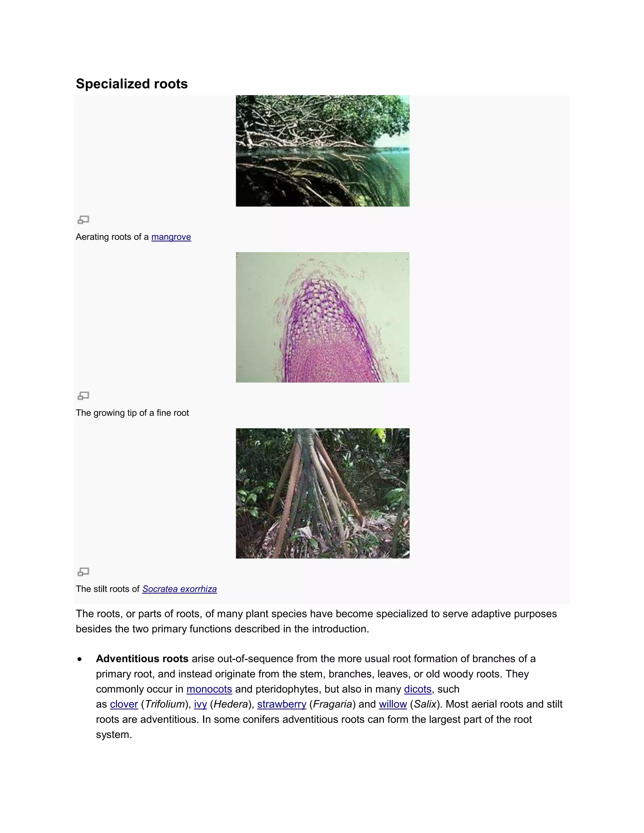 Specialized roots | DOCX