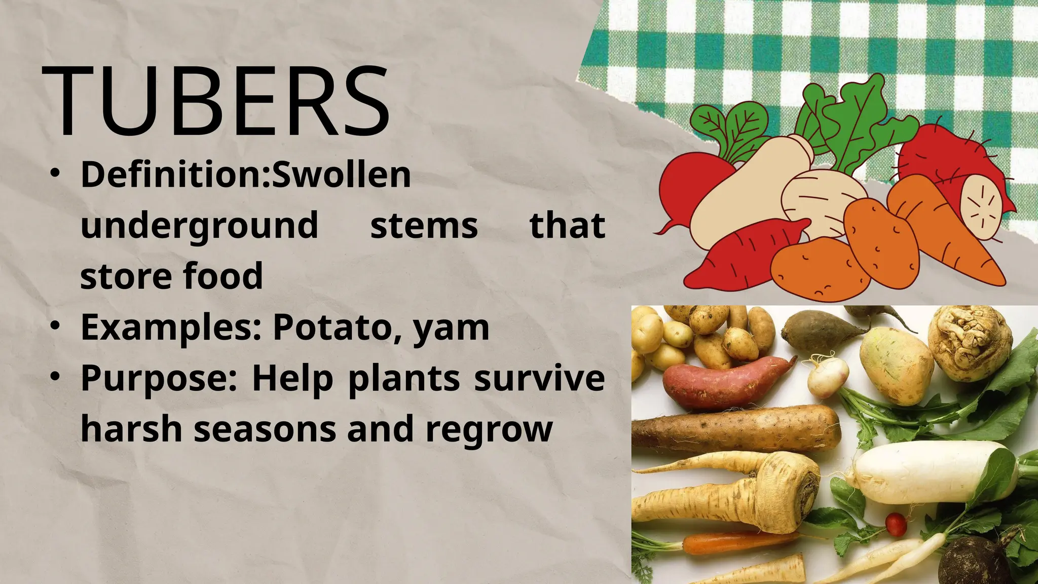 Specialized Structure in Plants and Adaptation | PPTX