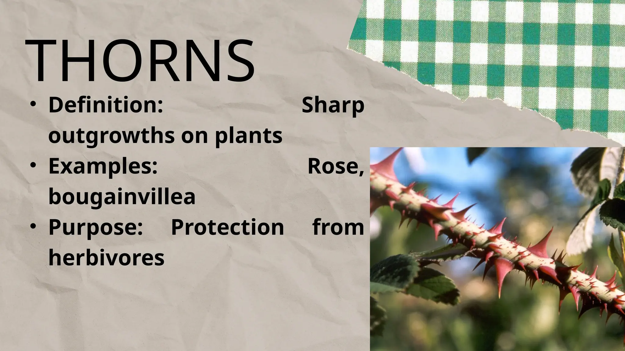 Specialized Structure in Plants and Adaptation | PPTX