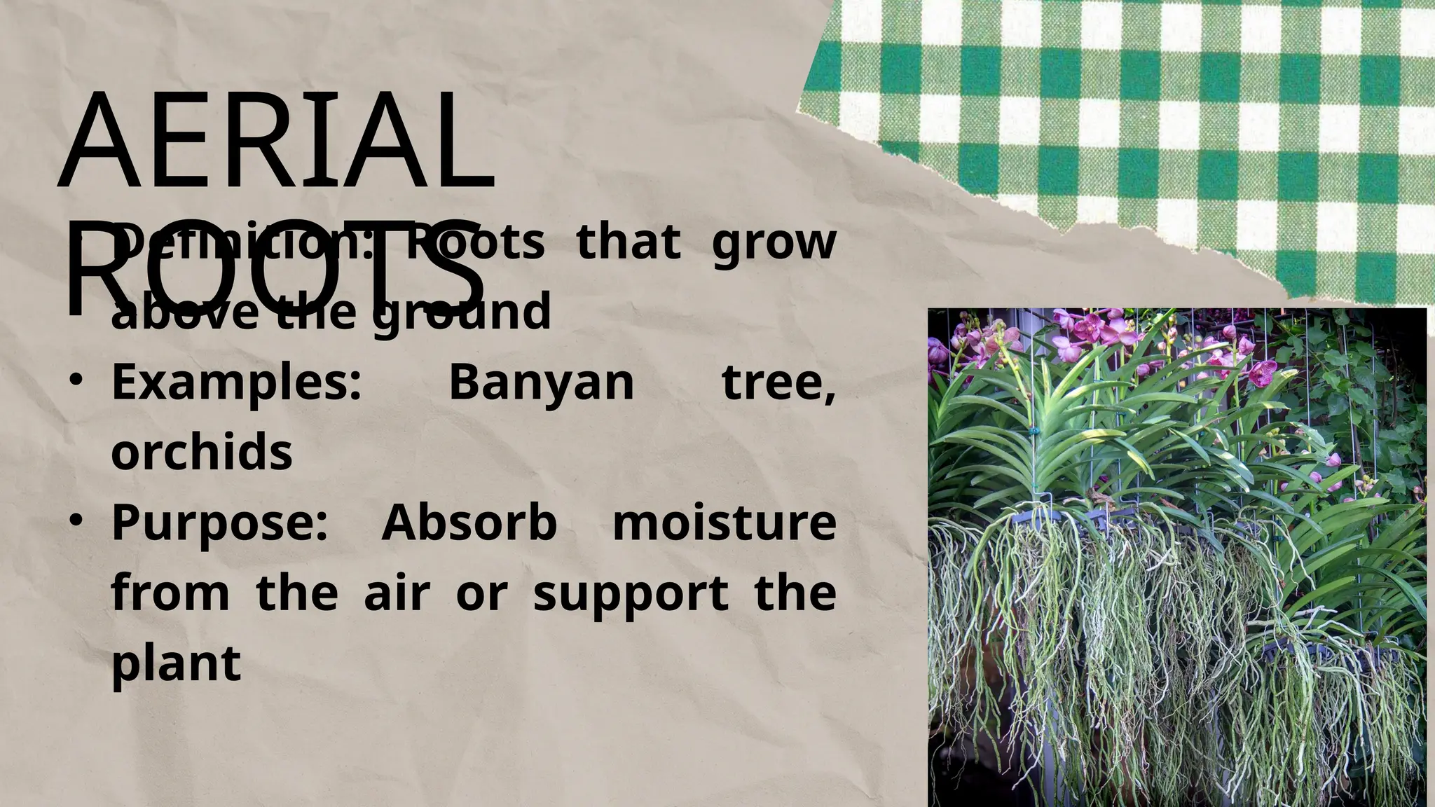 Specialized Structure in Plants and Adaptation | PPTX