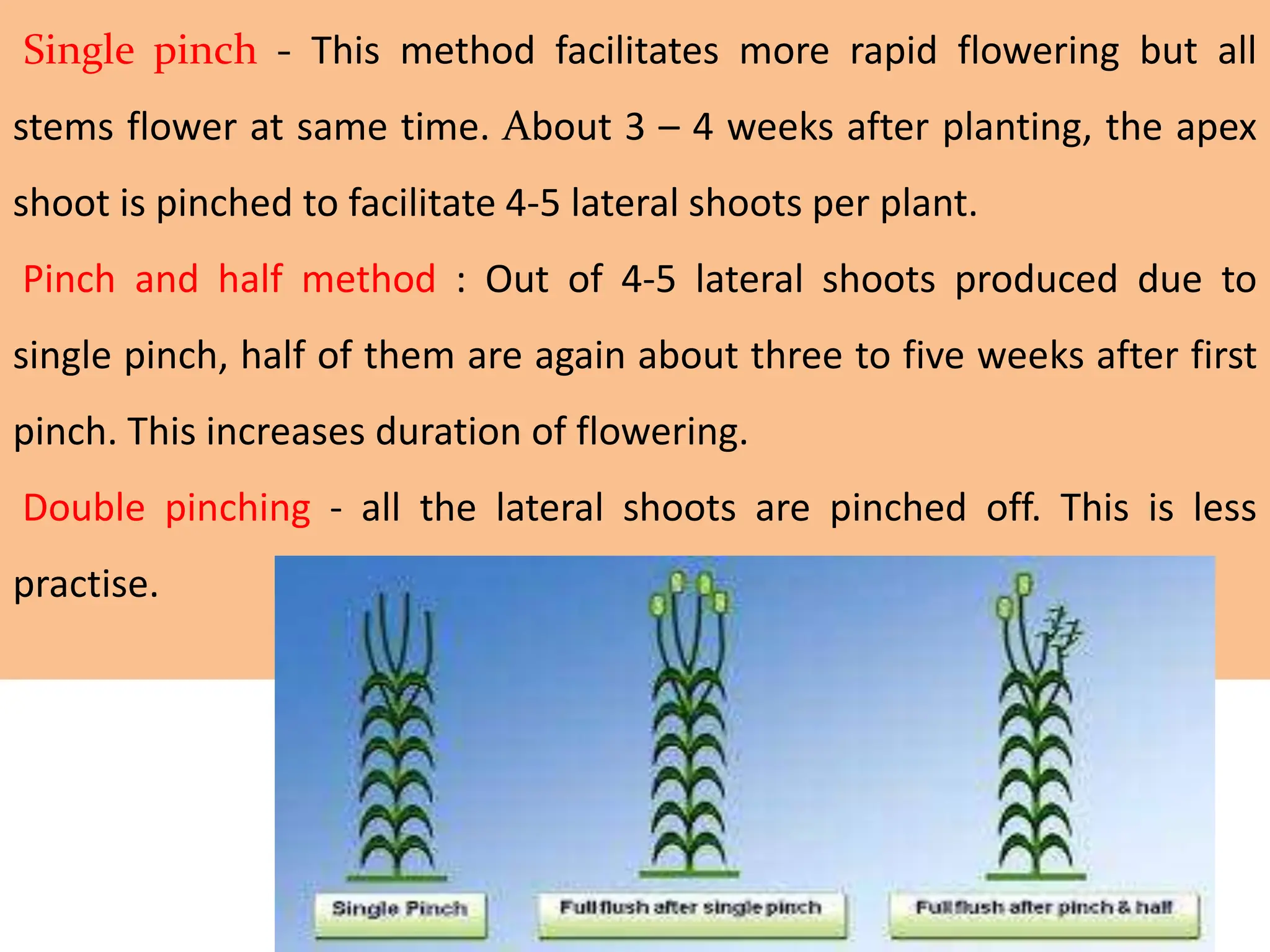 Special practices in diifferent cut flowers-221221904.pptx