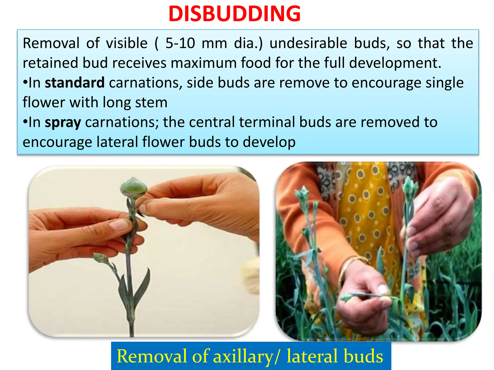 Special practices in diifferent cut flowers-221221904.pptx