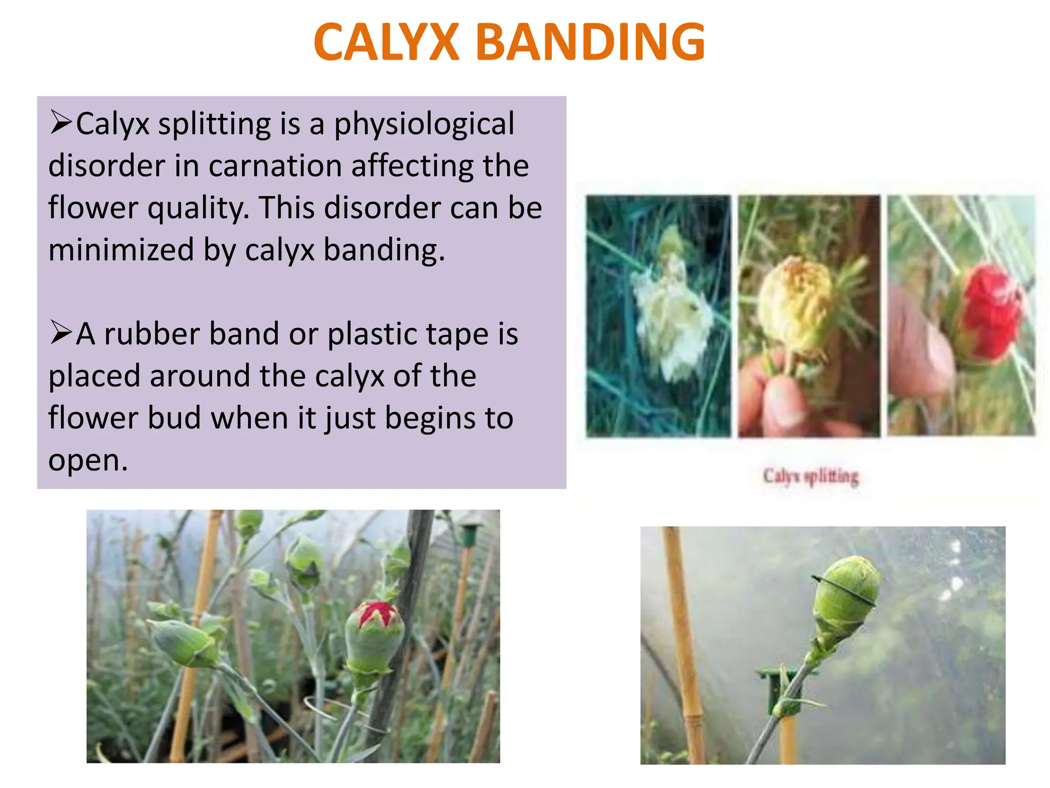 Special practices in diifferent cut flowers-221221904.pptx