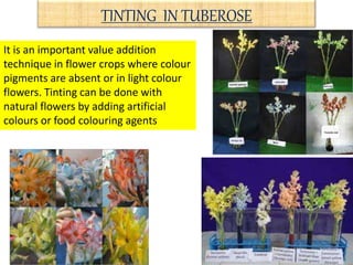 Special practices in diifferent cut flowers-221221904.pptx