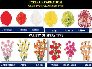 Special practices in diifferent cut flowers-221221904.pptx