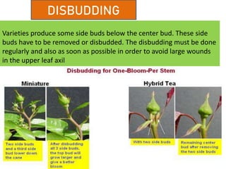 Special practices in diifferent cut flowers-221221904.pptx