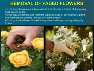 Special practices in diifferent cut flowers-221221904.pptx