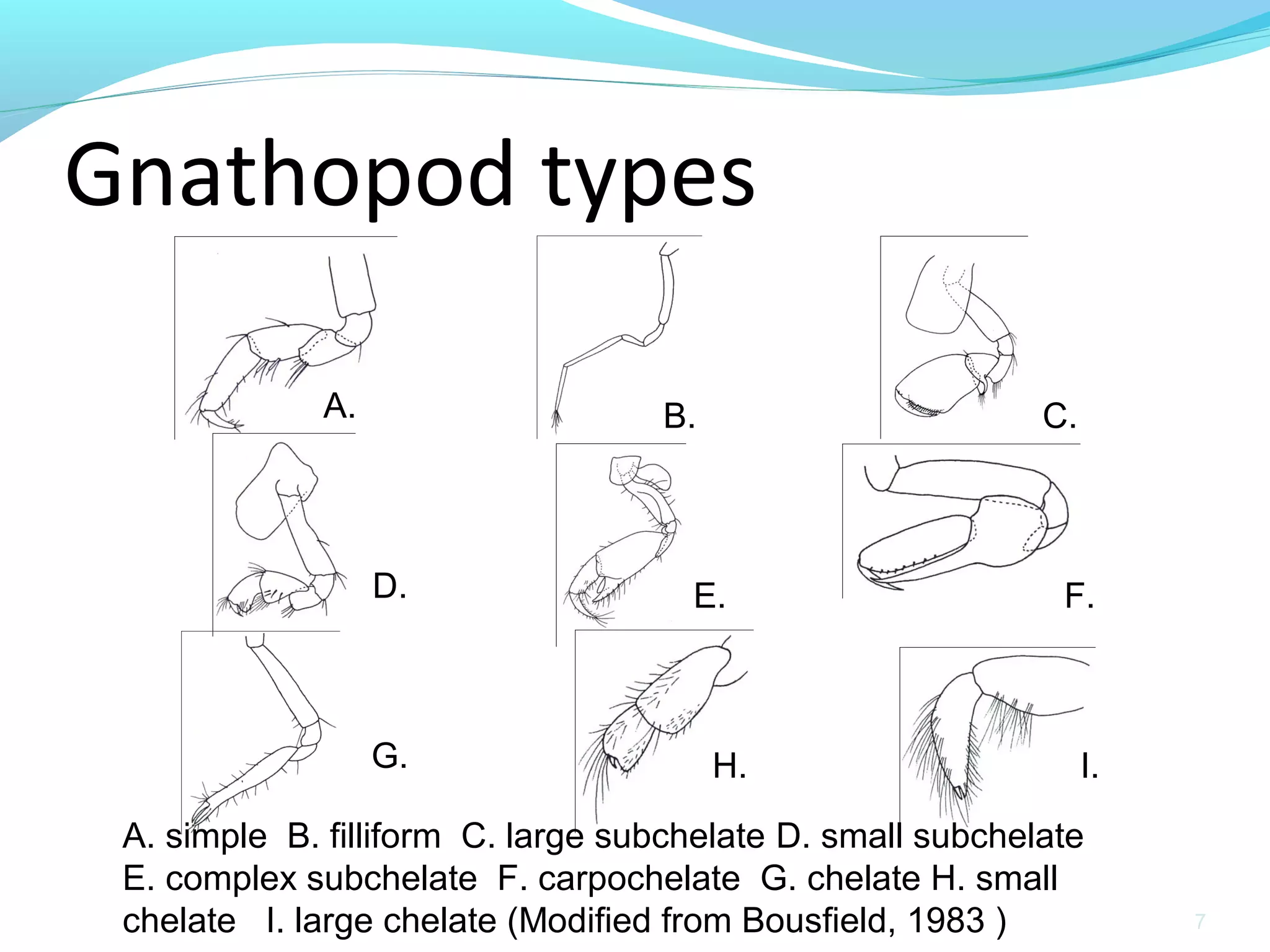 The diversity of marine gammaridean amphipods in Thai Waters | PPT