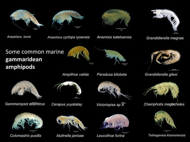 The diversity of marine gammaridean amphipods in Thai Waters | PPT ...