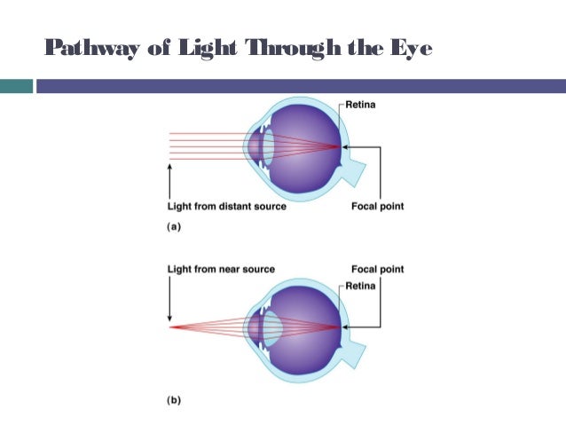 Pathway Of Light Through The Eye