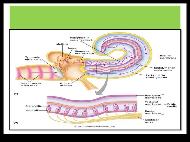 Special sense organs | PPTX | Eye and Vision Conditions | Diseases and ...