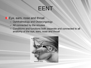 Special Senses | PPT | Ear, Nose and Throat Conditions | Diseases and ...