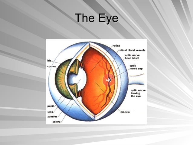 Special Senses | PPT