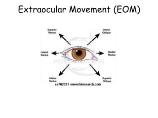 Special Senses | PPT