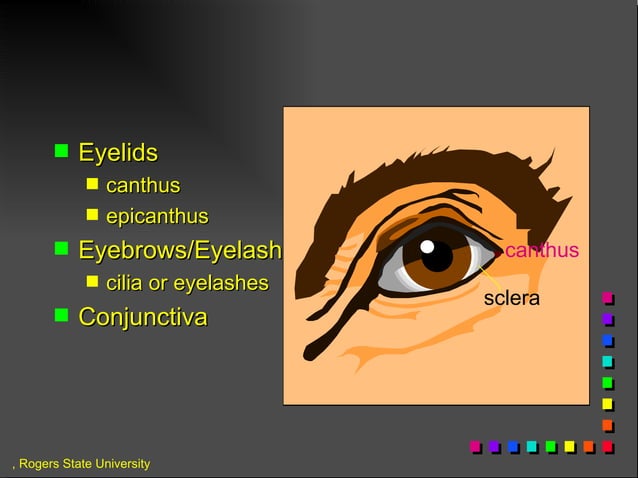Special senses | PPT | Eye and Vision Conditions | Diseases and Conditions