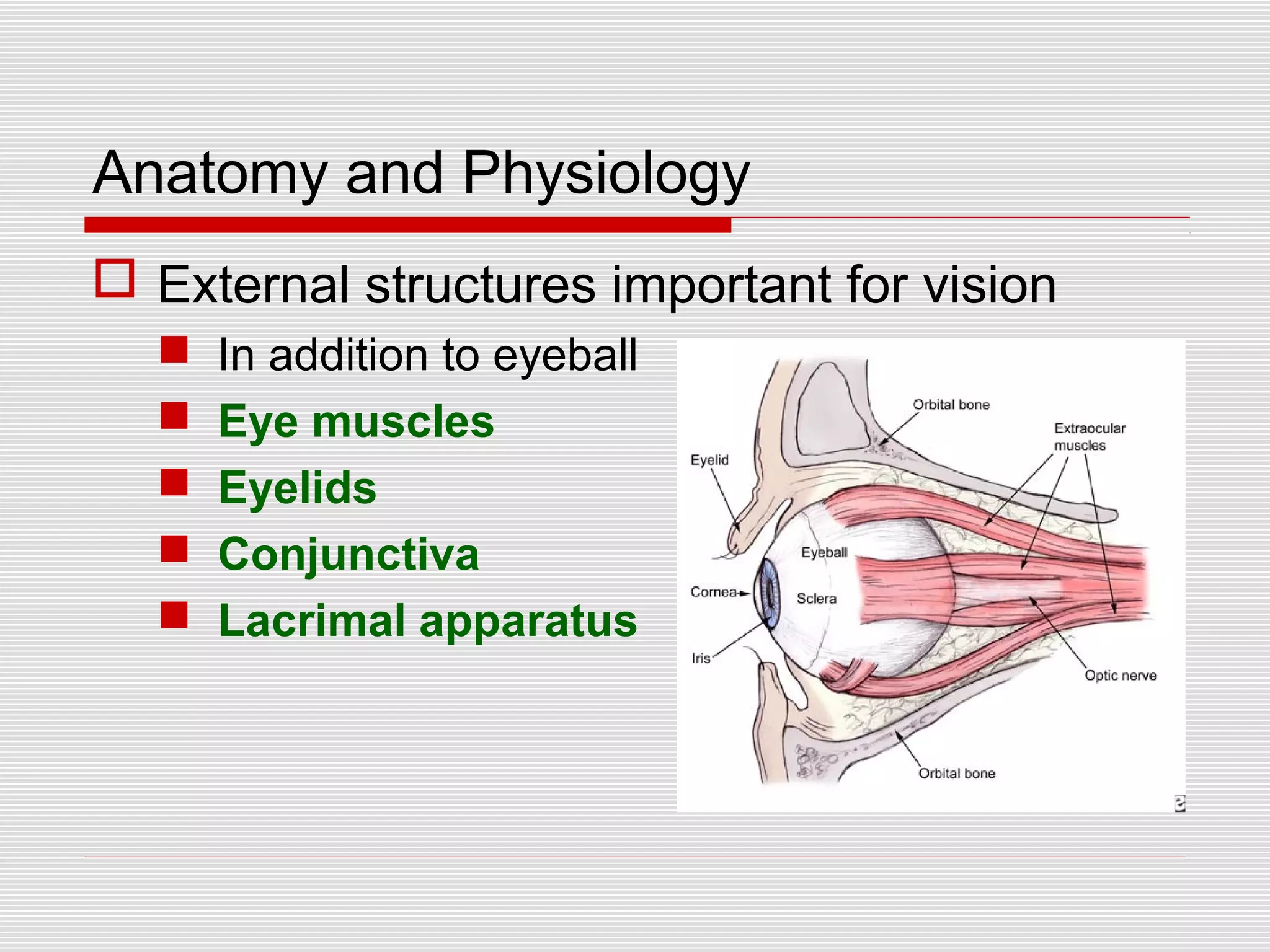 Eyes and Ears Medical Terminology | PPT | Eye and Vision Conditions ...