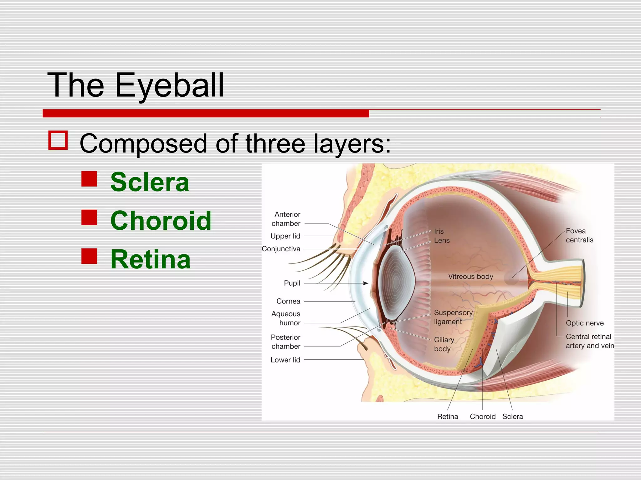 Eyes and Ears Medical Terminology | PPT | Eye and Vision Conditions ...