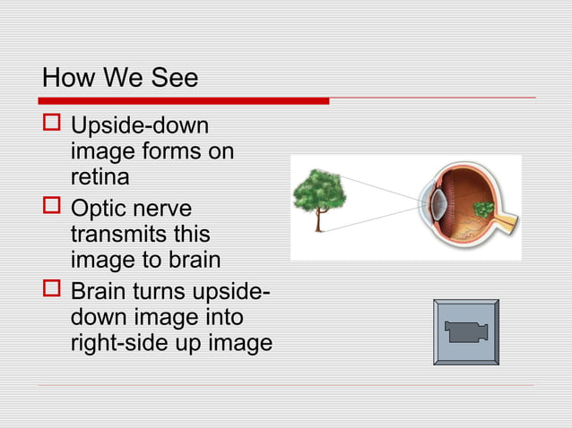 Eyes and Ears Medical Terminology | PPT | Eye and Vision Conditions ...