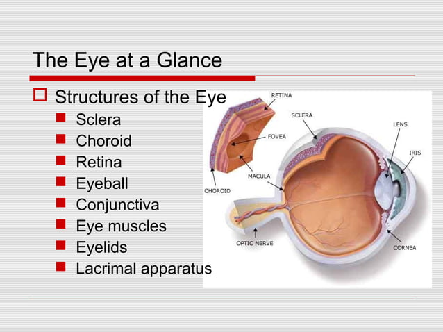 Eyes and Ears Medical Terminology | PPT