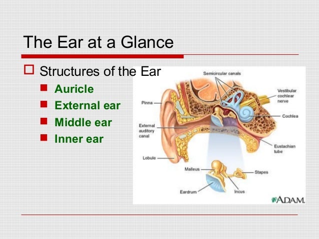Eyes and Ears Medical Terminology