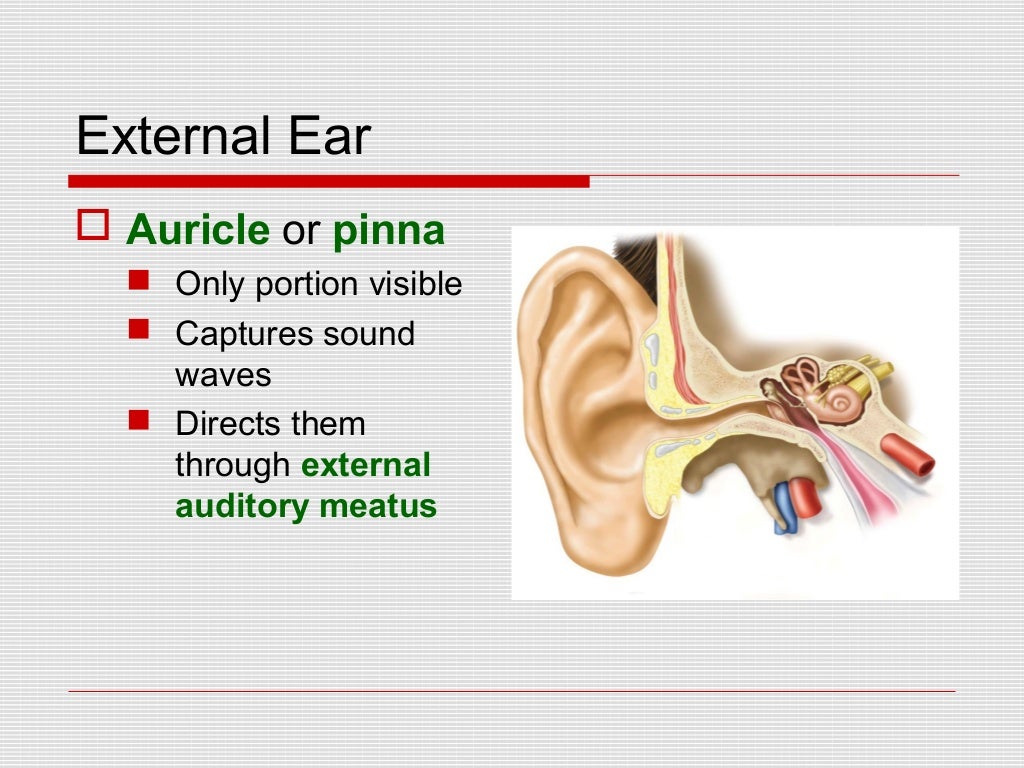 Eyes and Ears Medical Terminology
