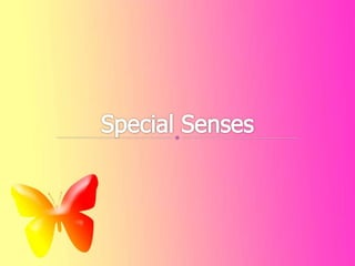 Special senses | PPT