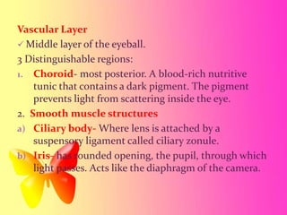 Special senses | PPT