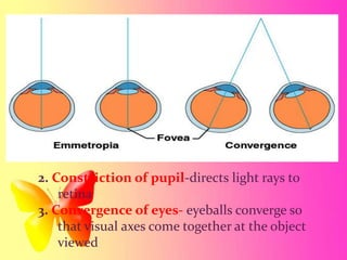 Special senses | PPT