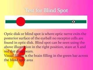 Special senses | PPTX