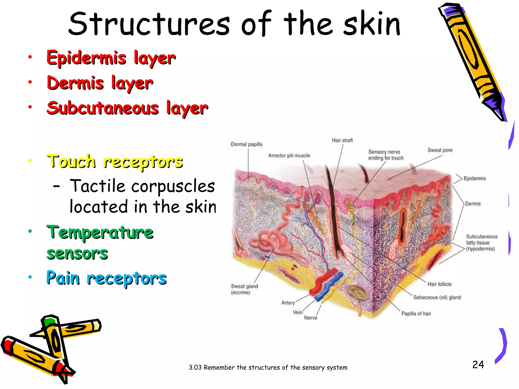 Sensory System | PPT | Ear, Nose and Throat Conditions | Diseases and ...