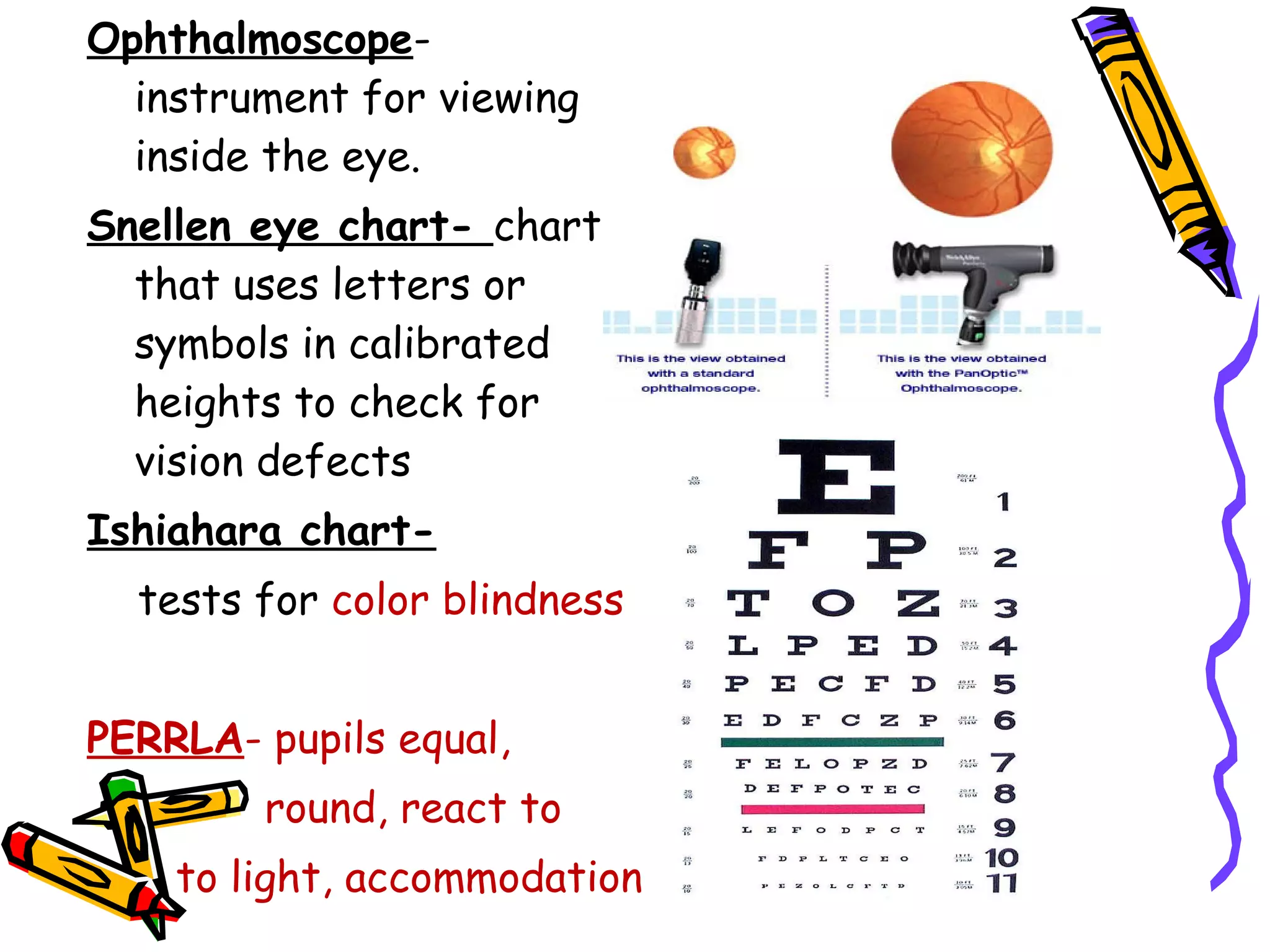 Sensory System | PPT | Ear, Nose and Throat Conditions | Diseases and ...